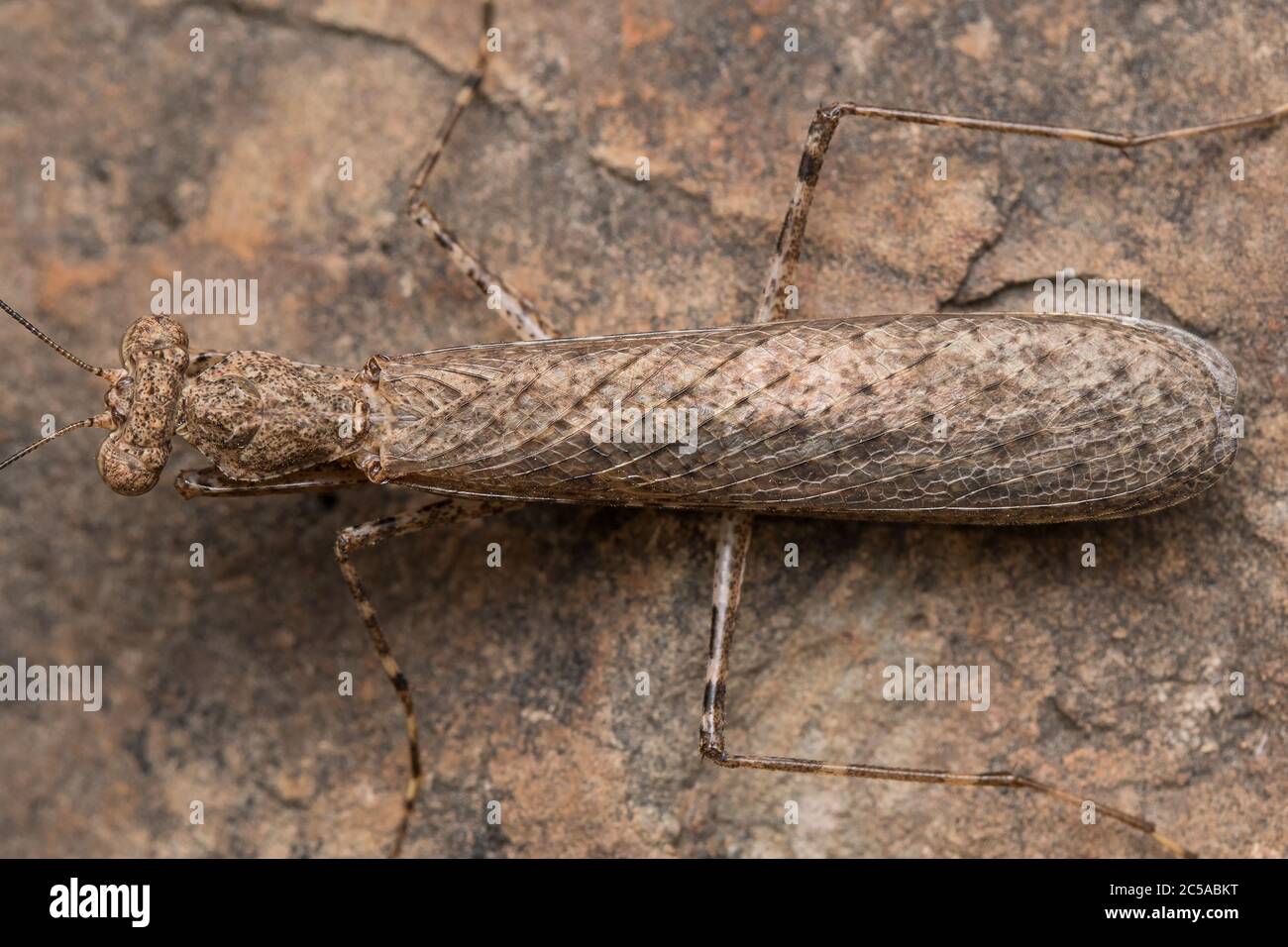 Modified thorax hi-res stock photography and images - Alamy