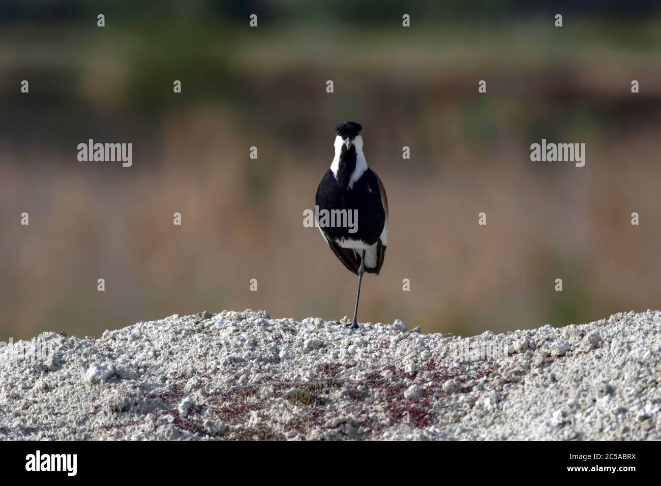 Nature and bird. Spur winged Lapwing. Vanellus spinosus. Nature ...