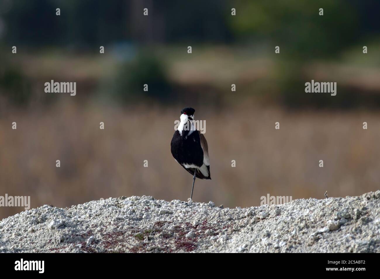 Nature and bird. Spur winged Lapwing. Vanellus spinosus. Nature ...