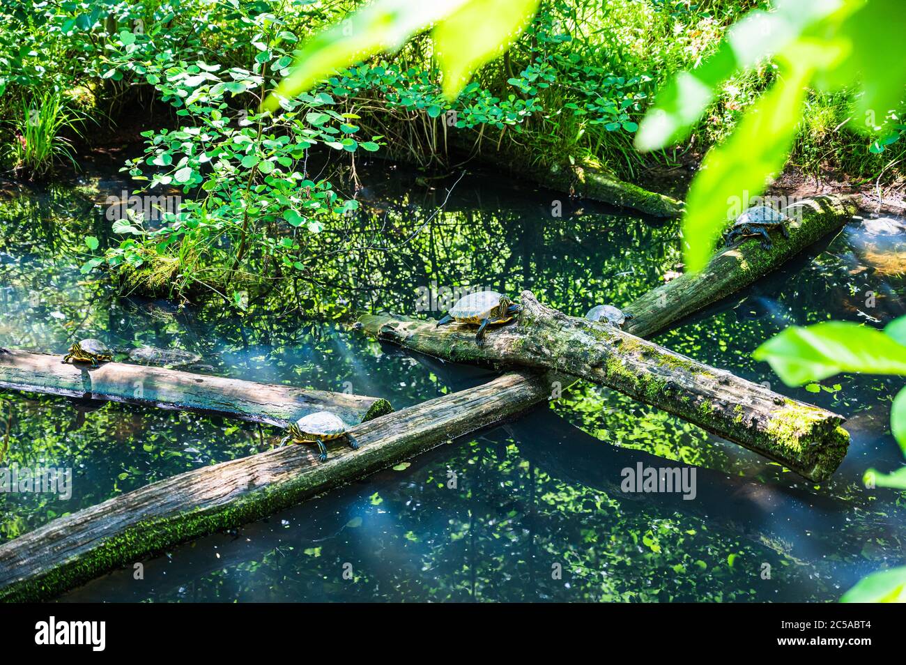 Beautiful shot of turtles on a wooden bridge over the pond Stock Photo ...