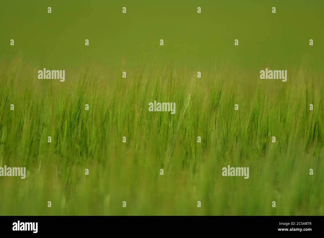 Bright green field in summer time Stock Photo - Alamy
