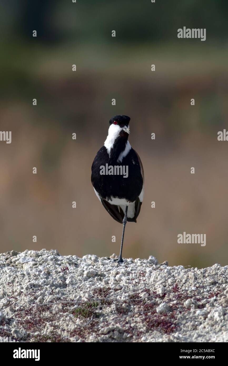 Nature and bird. Spur winged Lapwing. Vanellus spinosus. Nature ...