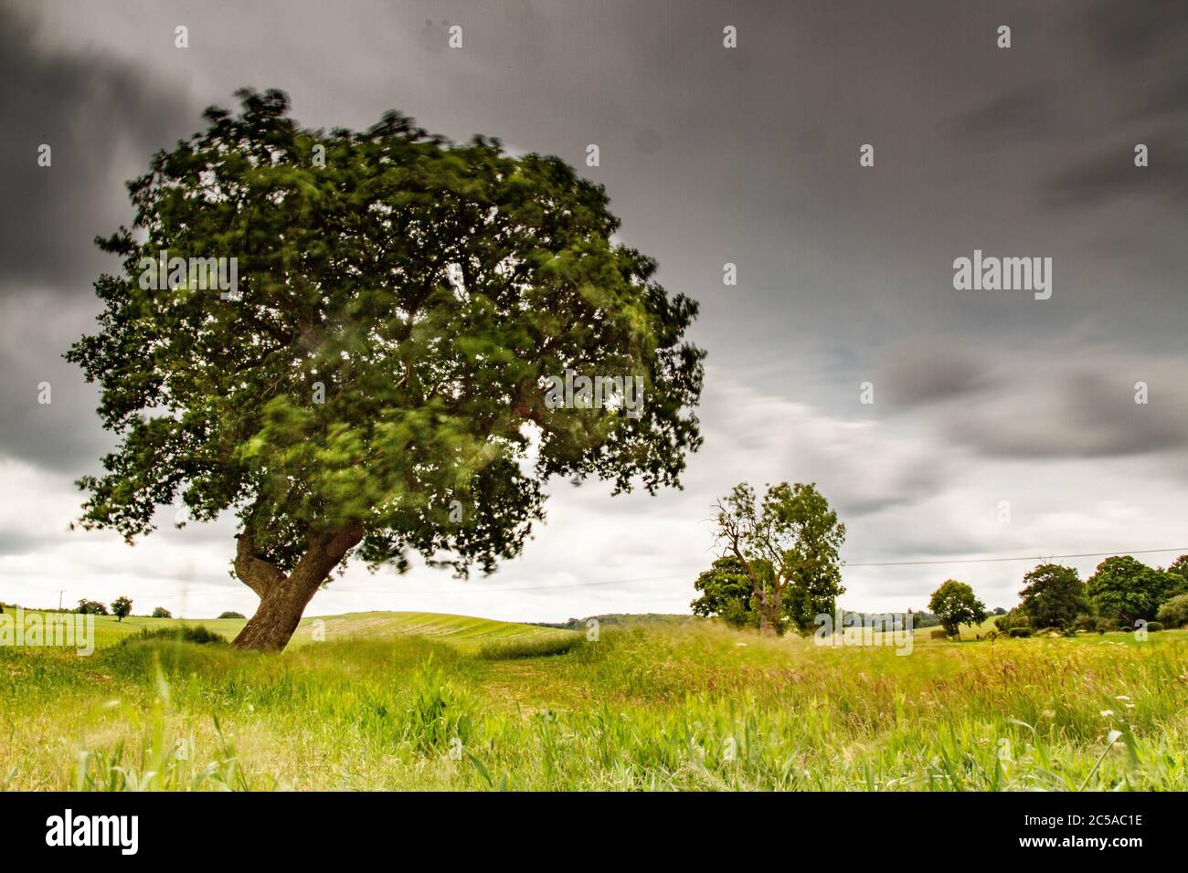 Tree blowing in the wind Stock Photo - Alamy