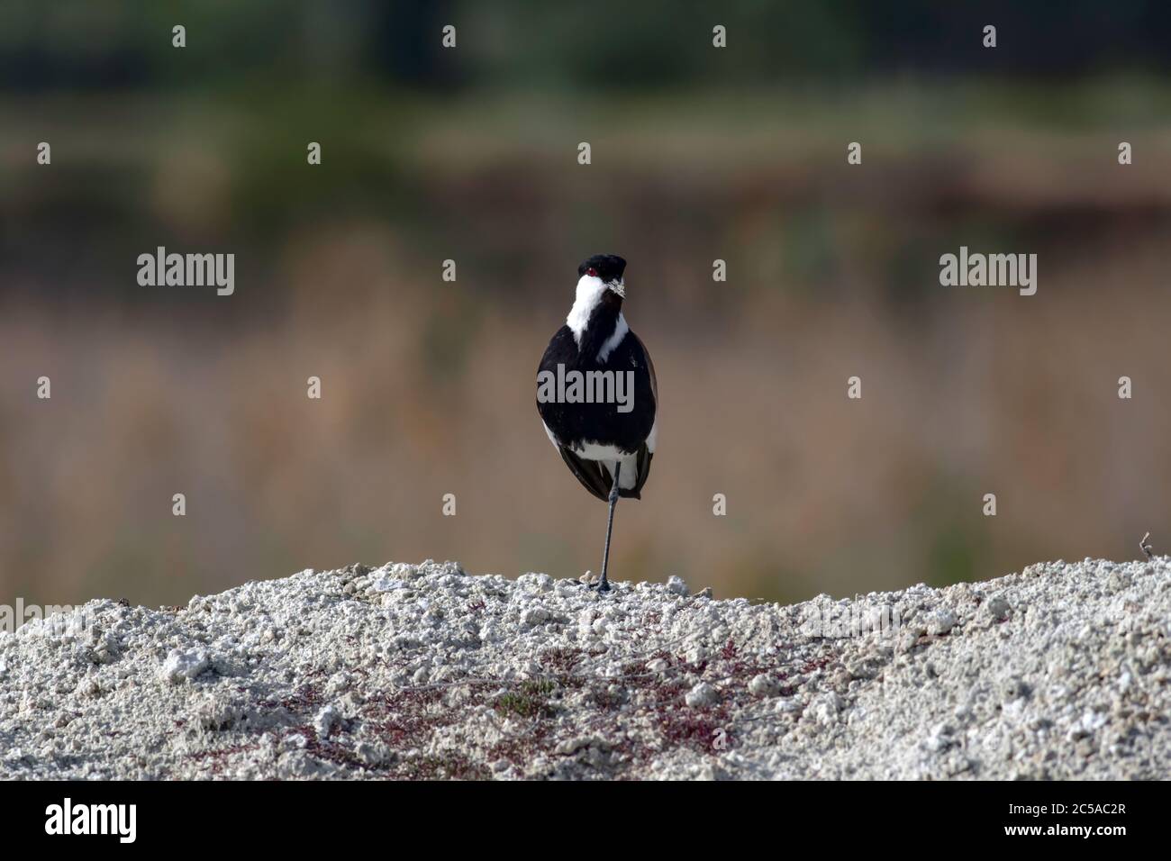 Nature and bird. Spur winged Lapwing. Vanellus spinosus. Nature ...
