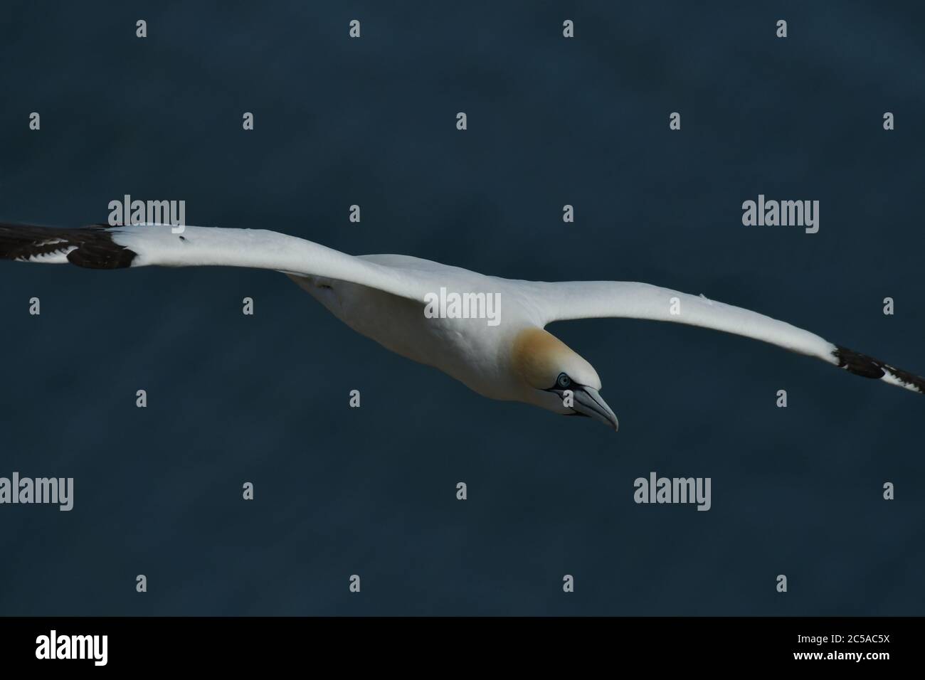 Northern gannet flying over the North sea Stock Photo - Alamy