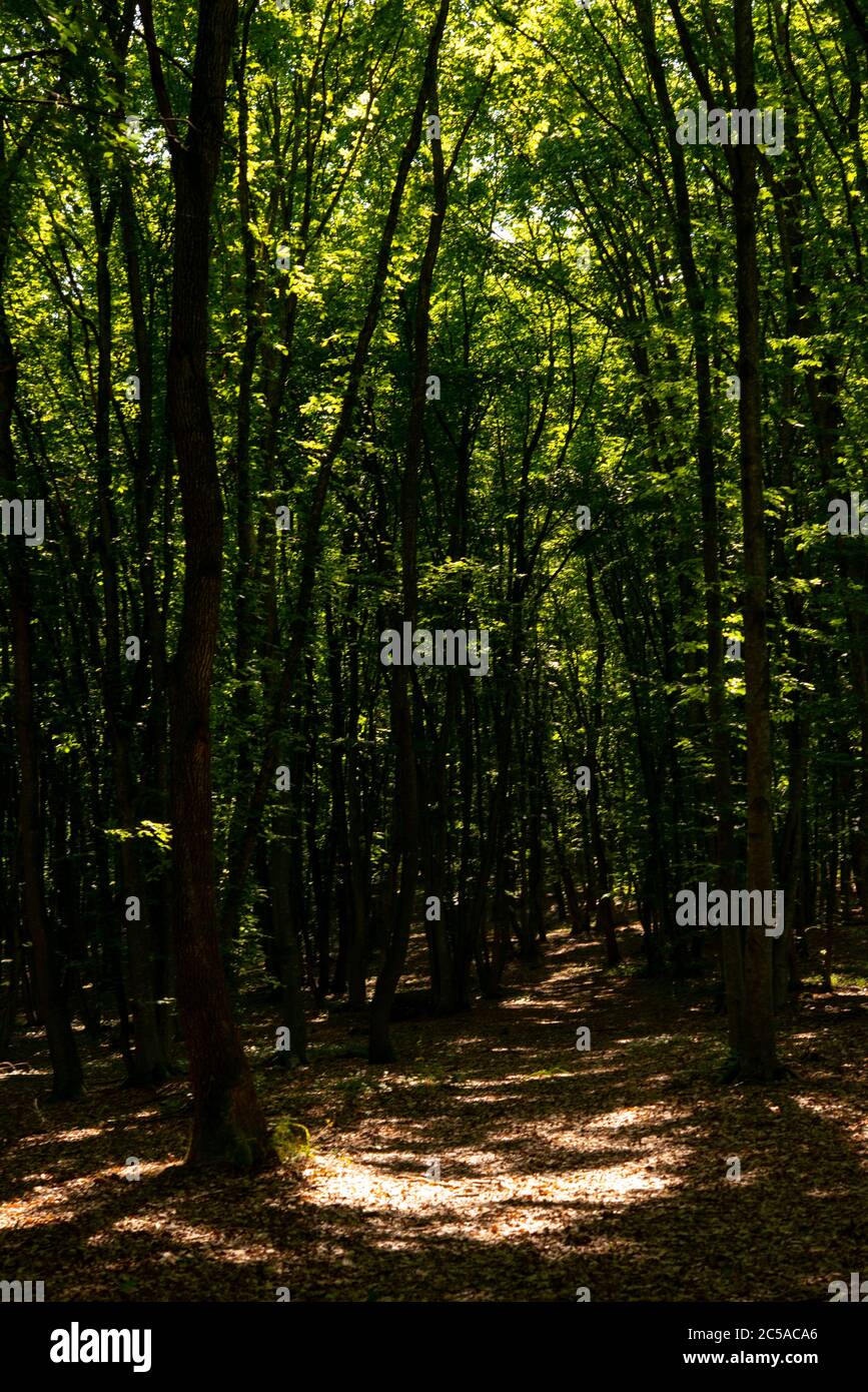 forest trees with dry branches and vegetation Stock Photo - Alamy