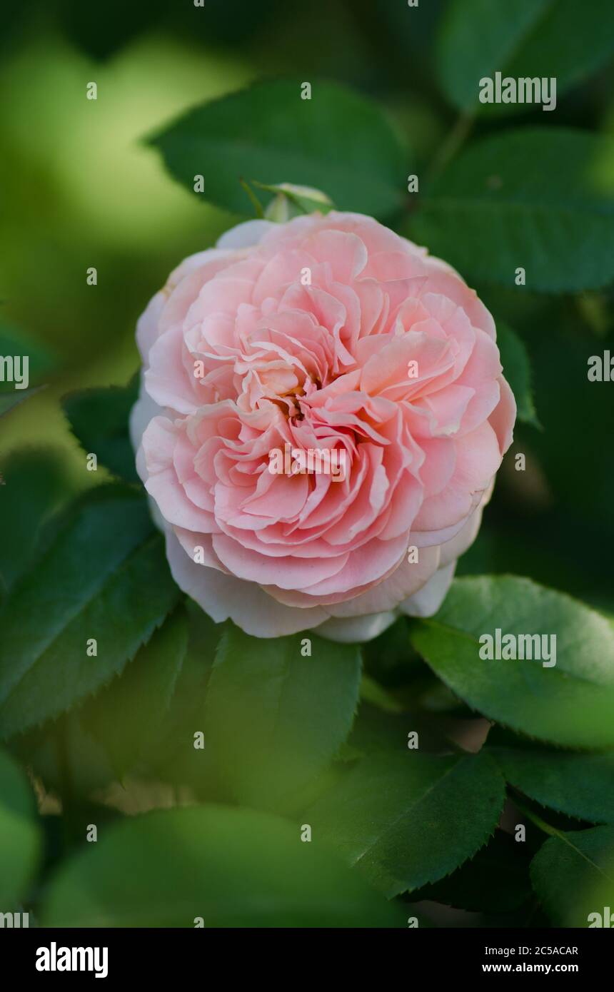 English rose in garden. English pink rose in the summer garden Stock ...