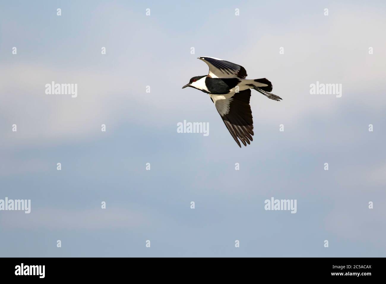 Flying bird. Spur winged Lapwing. Vanellus spinosus. Nature background ...