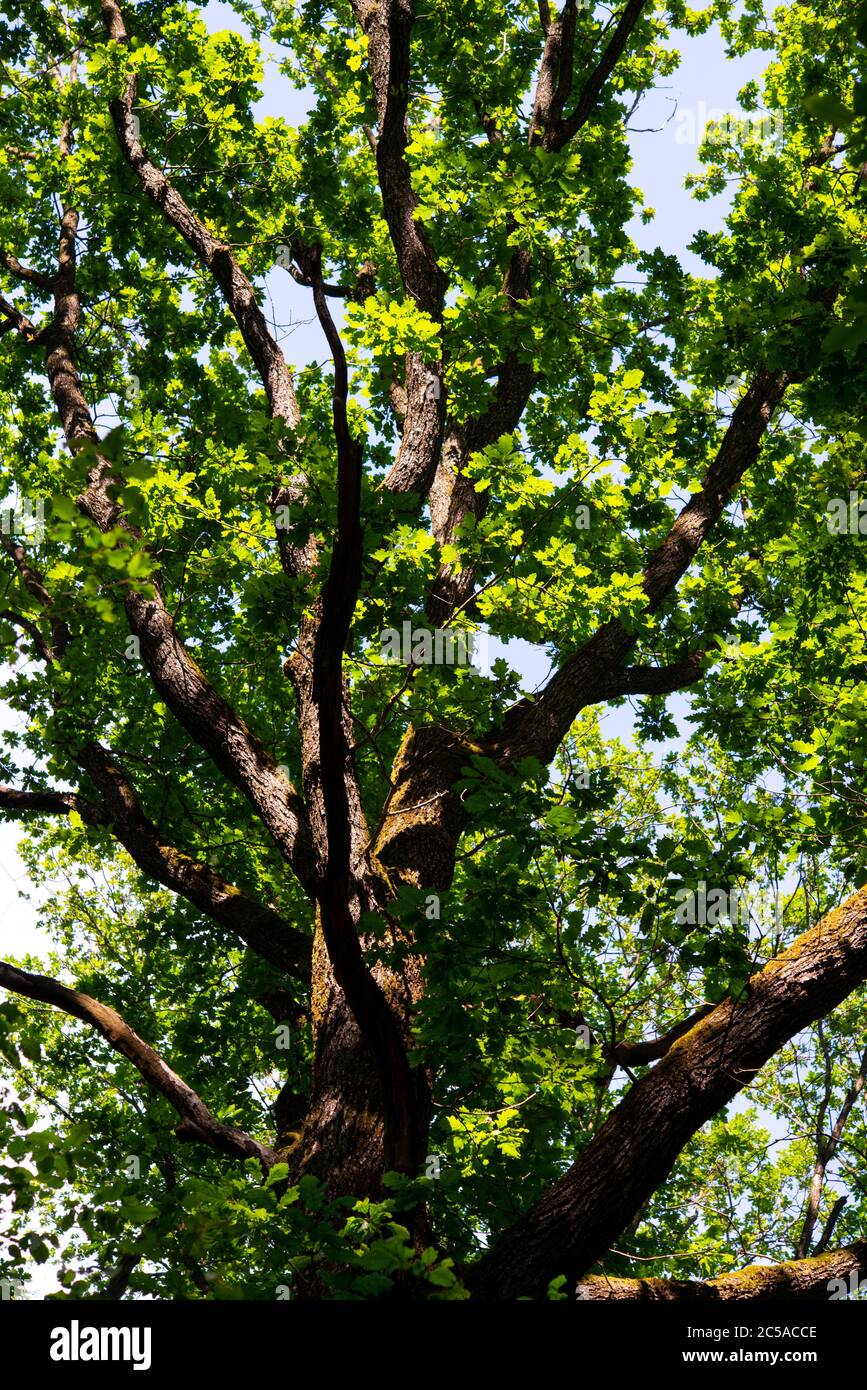 forest trees with dry branches and vegetation Stock Photo - Alamy