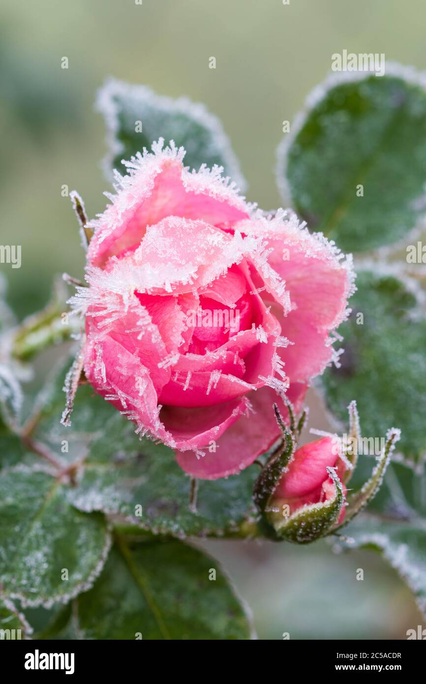 Leonardo da vinci rose hi-res stock photography and images - Alamy