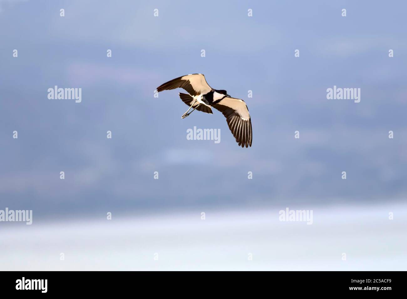 Flying bird. Spur winged Lapwing. Vanellus spinosus. Nature background ...