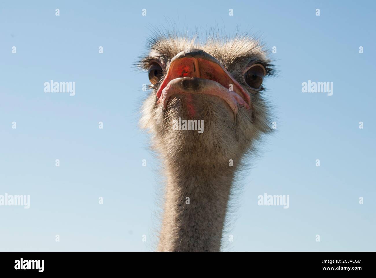 Head of the common ostrich Stock Photo - Alamy
