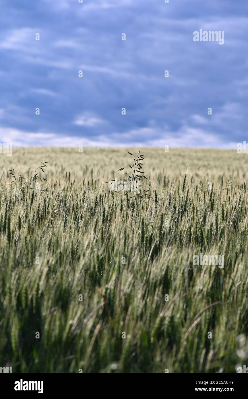 Growing wheat on agriculture field with sky in the background Stock ...