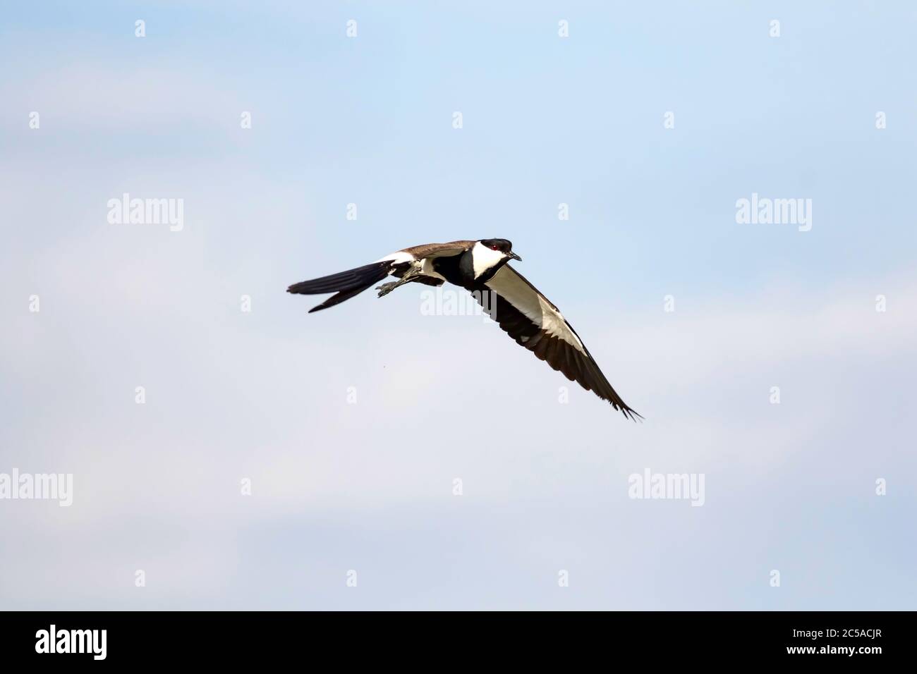 Flying bird. Spur winged Lapwing. Vanellus spinosus. Nature background ...