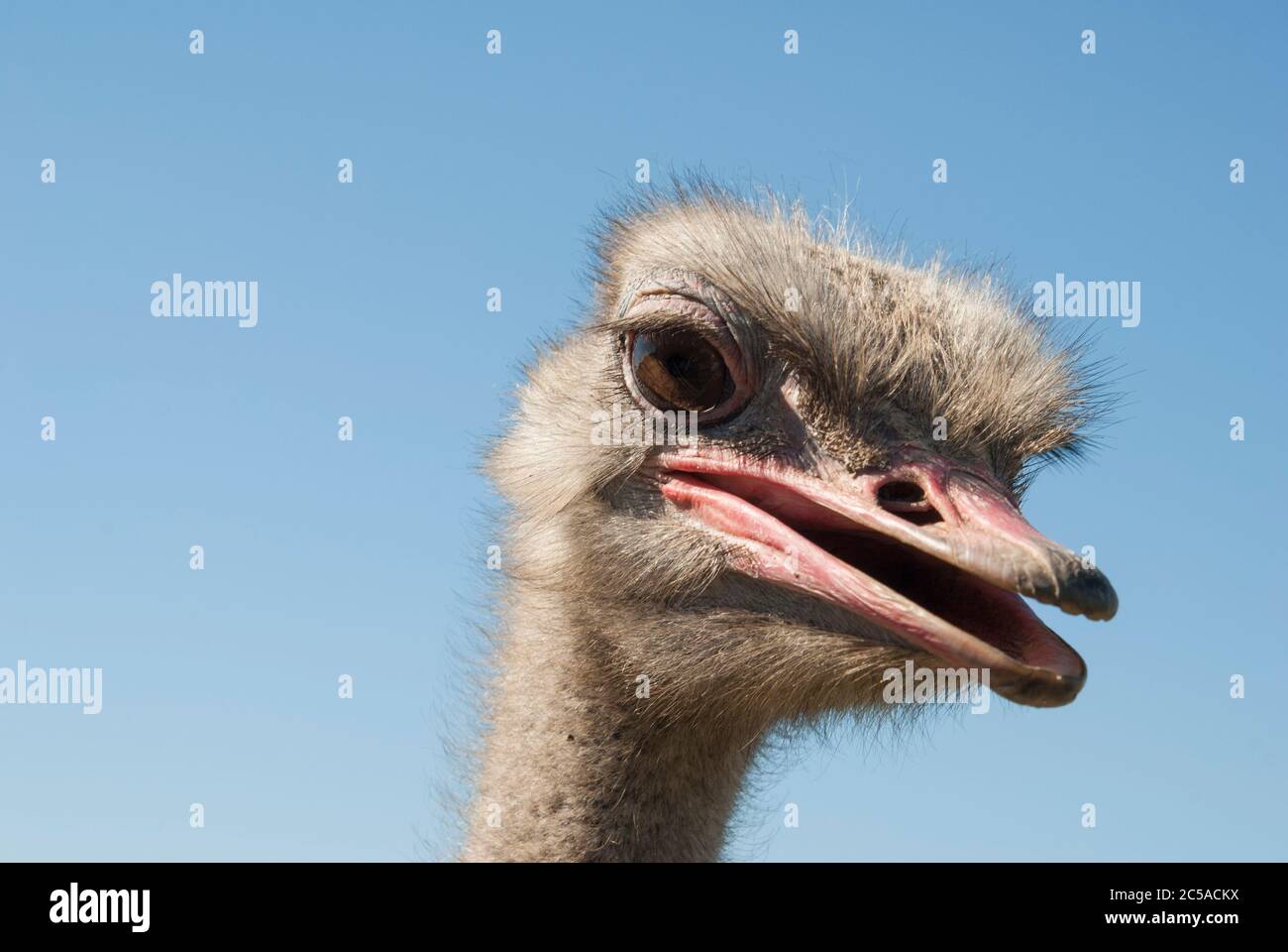 Head of the common ostrich Stock Photo - Alamy