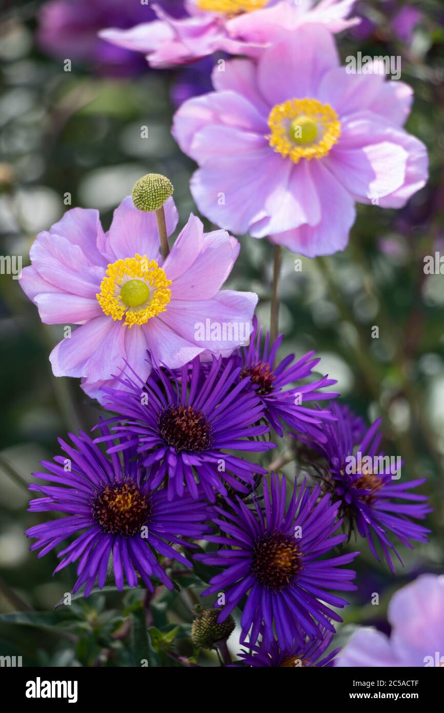 Japan purple flowers hi-res stock photography and images - Alamy