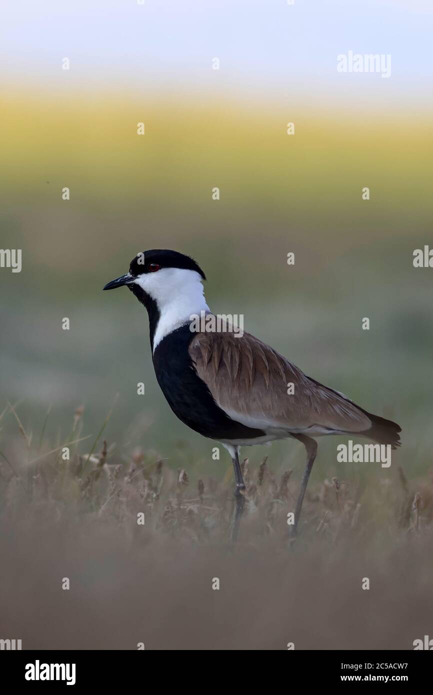 Nature and bird. Spur winged Lapwing. Vanellus spinosus. Nature ...