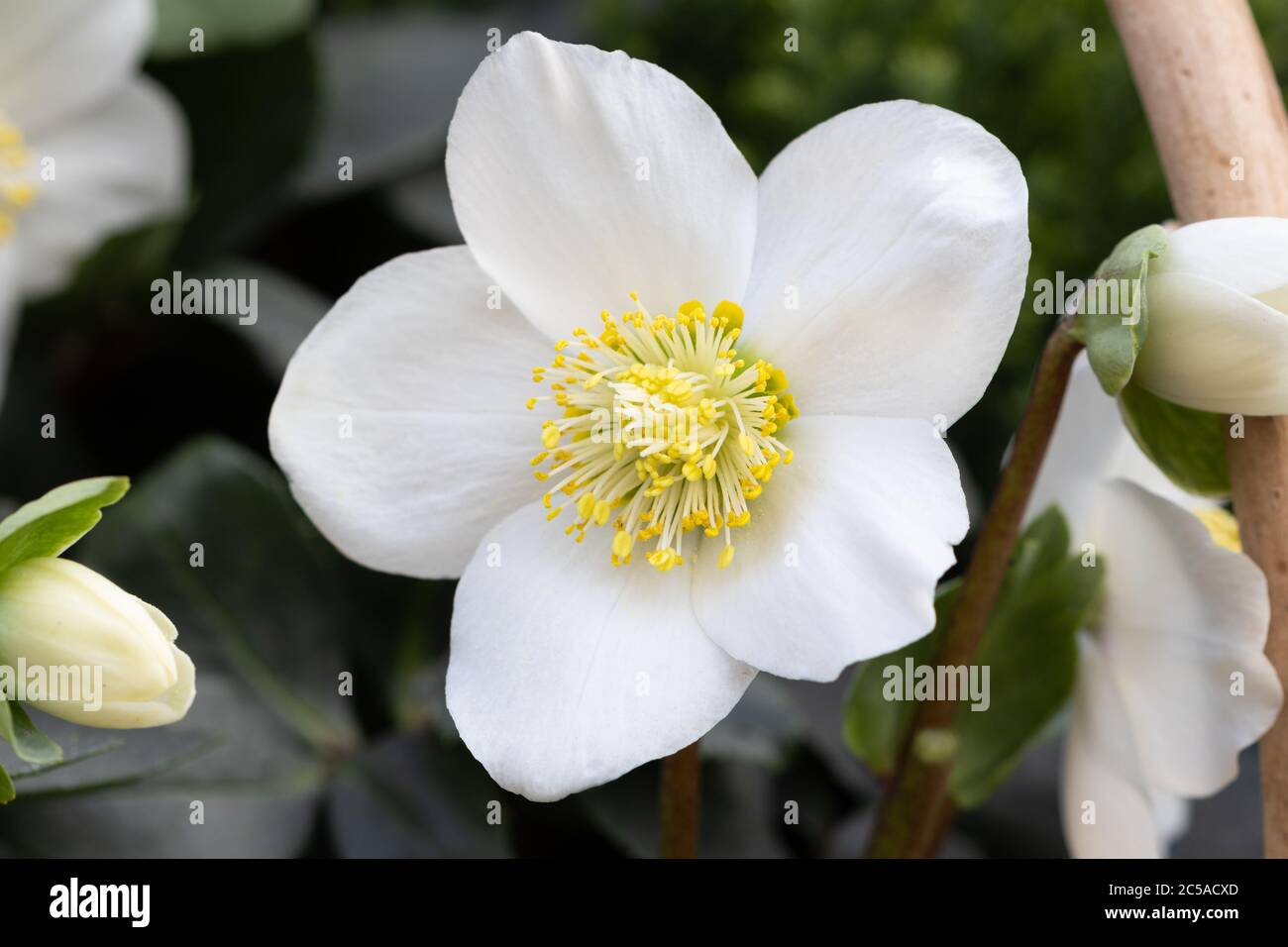 Niger plant hi-res stock photography and images - Alamy