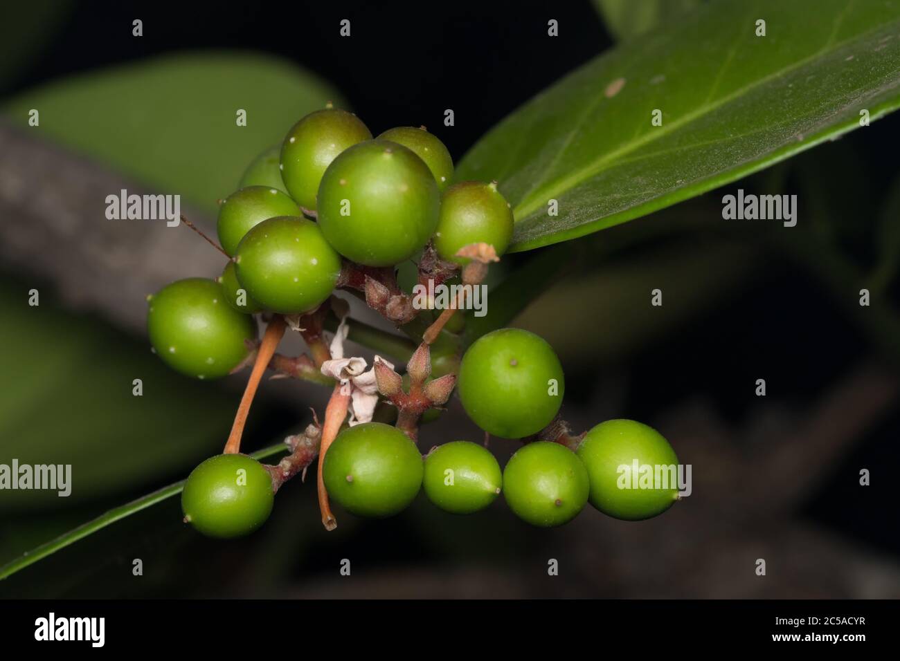 Tender fruit of ber hi-res stock photography and images - Alamy