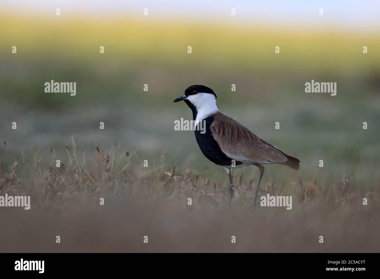 Nature and bird. Spur winged Lapwing. Vanellus spinosus. Nature ...