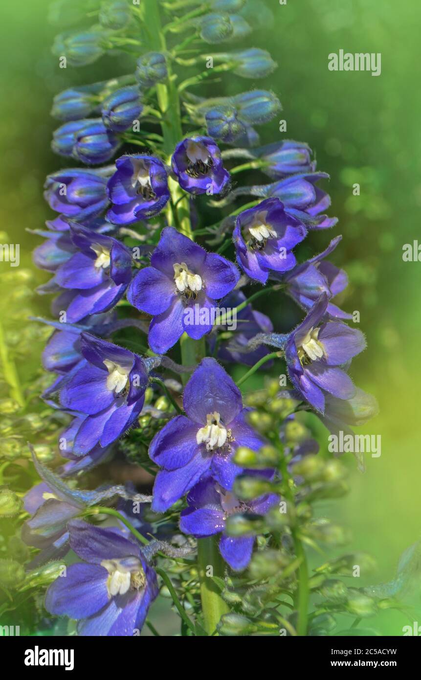 Delphinium blue grows in the garden. Double delphinium blue flower ...