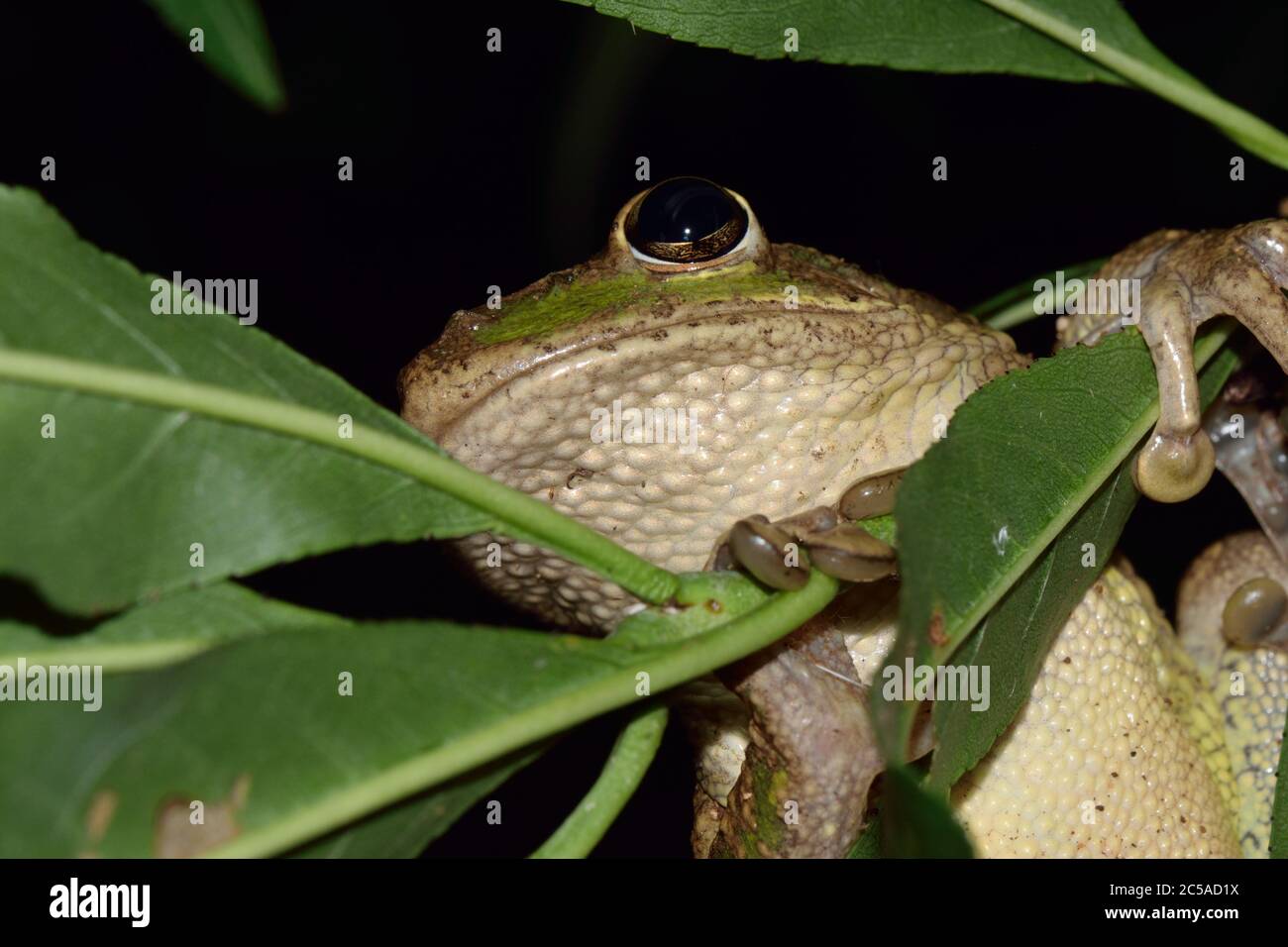 head of a Cuban treefrog Osteopilus septentrionalis on a tree branch ...