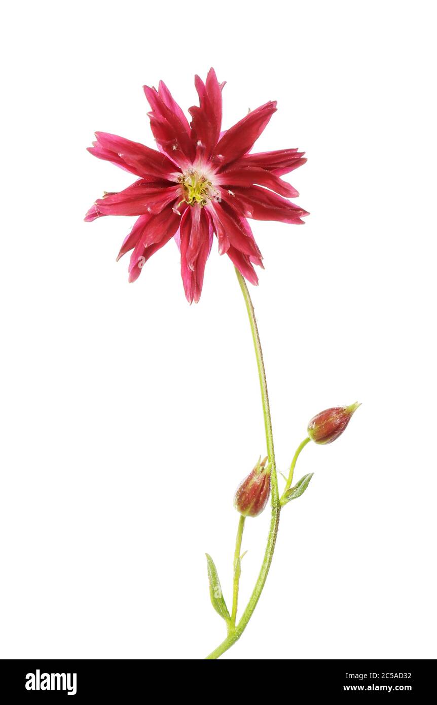 Dusky red aquilegia flower and buds isolated against white Stock Photo ...
