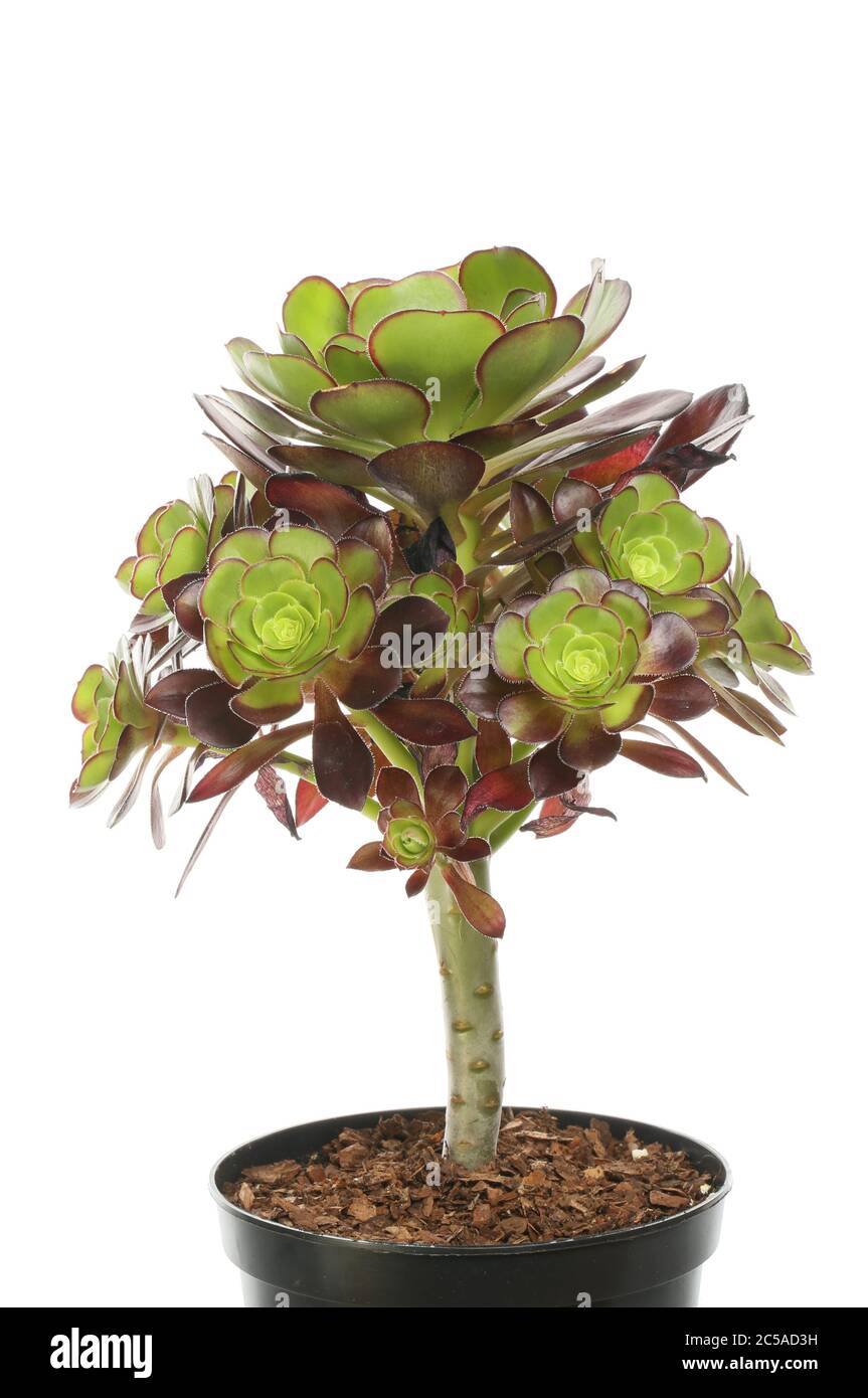 Tree houseleek, Aeonium, plant in a pot isolated against white Stock ...
