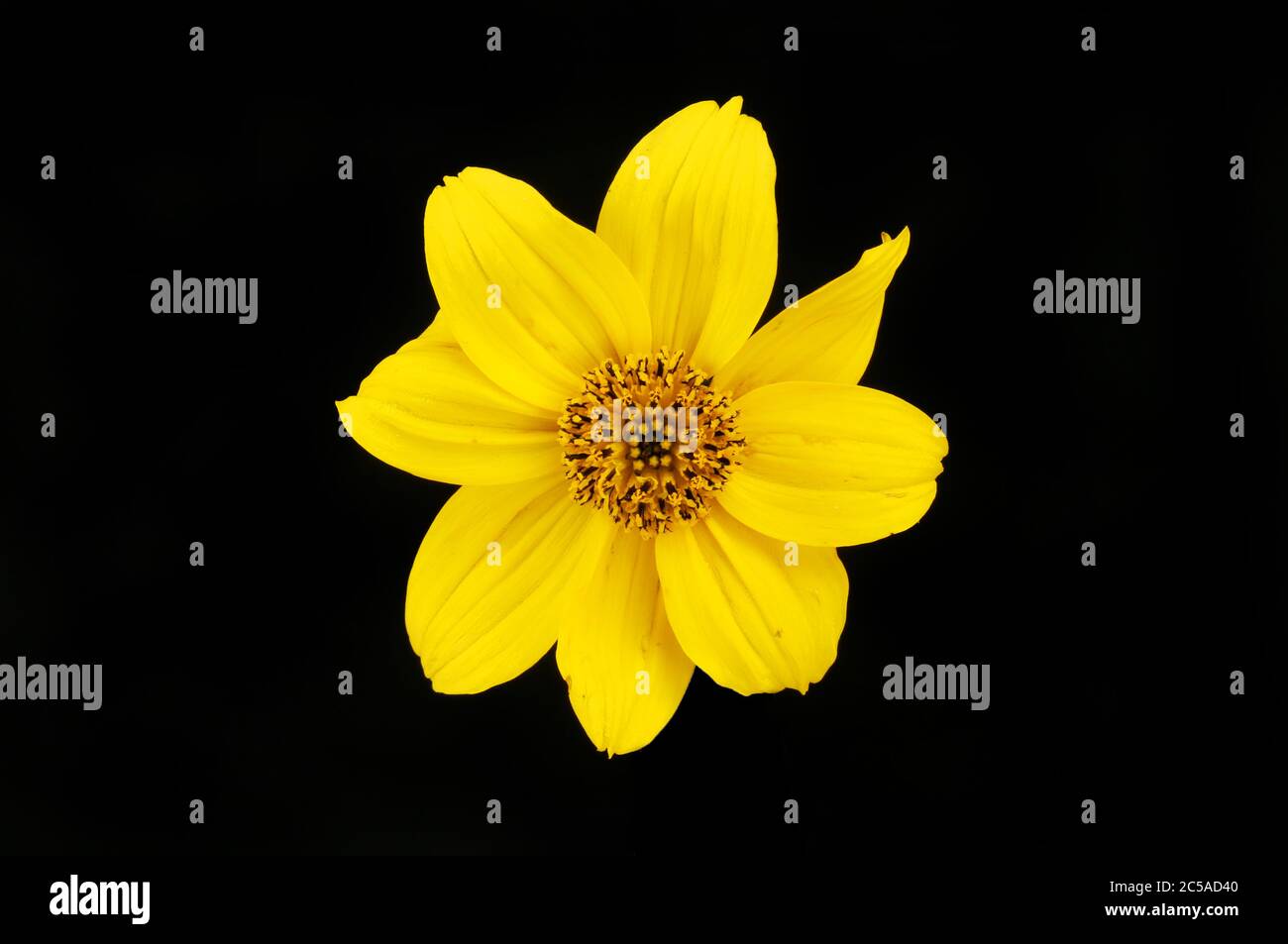 Bidens flower hi-res stock photography and images - Alamy