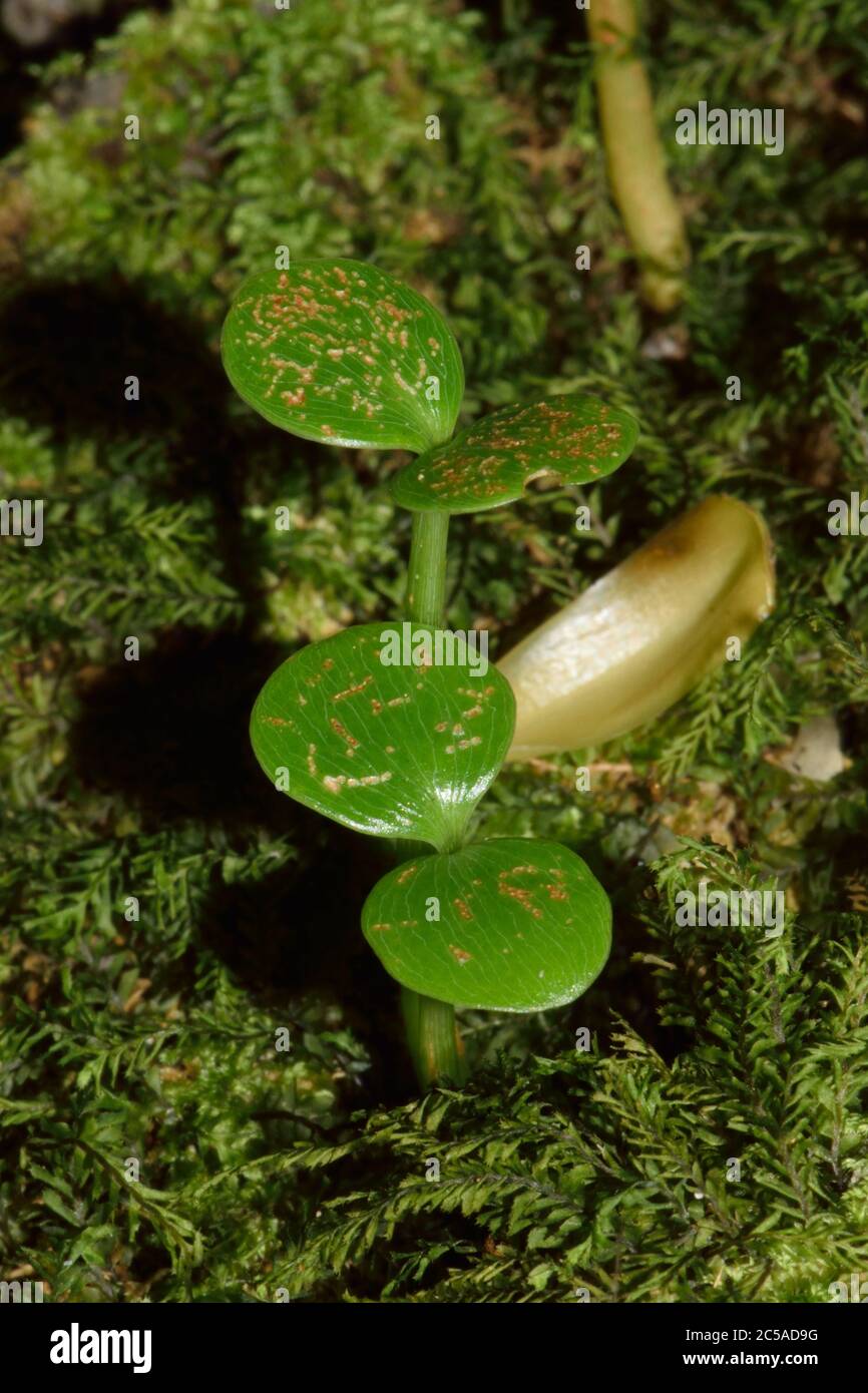 small plants growing on a rock covered on moss from a Cuban forest ...