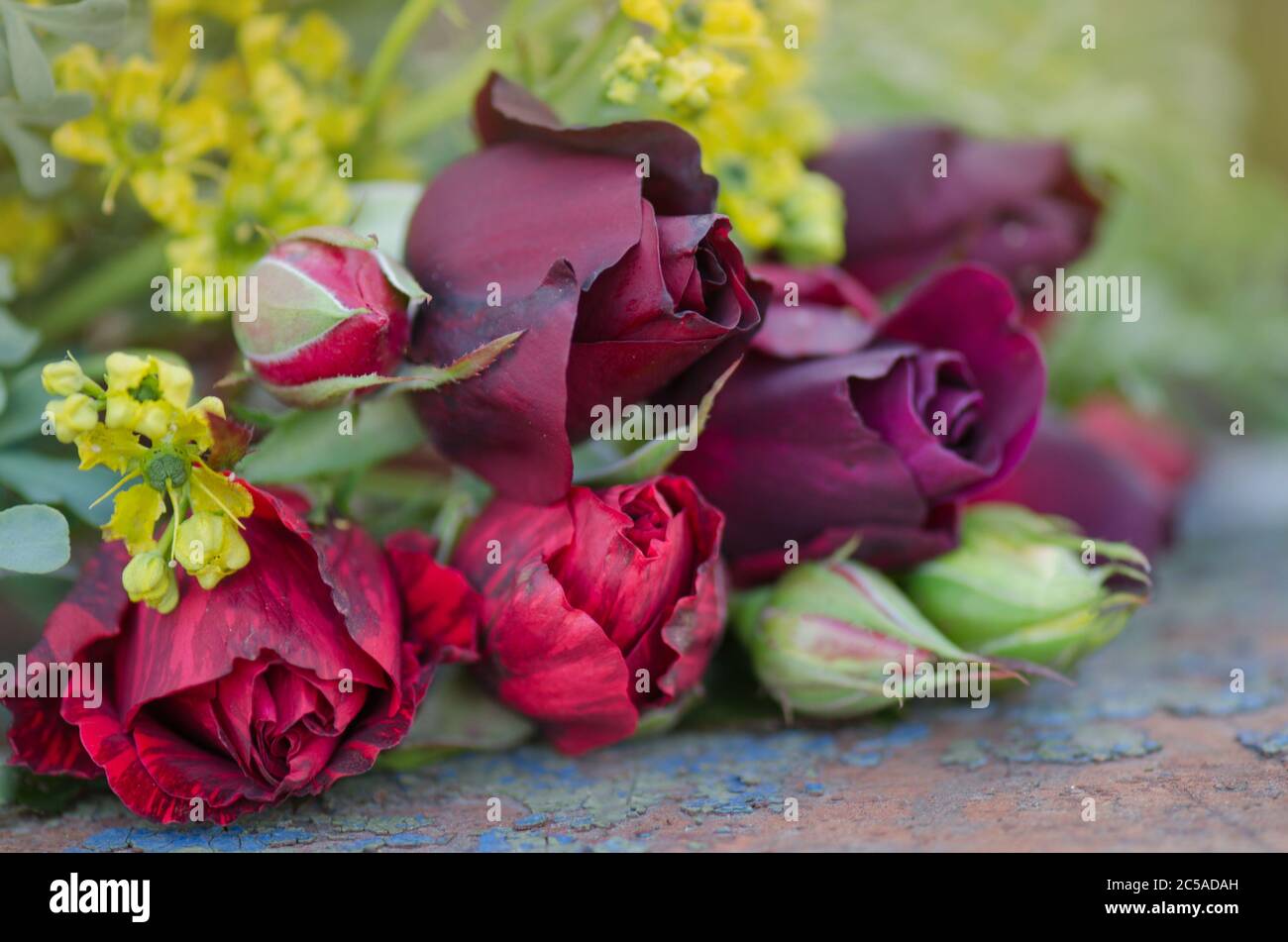 Composition arrangement of multi colored roses. Many colors of roses ...