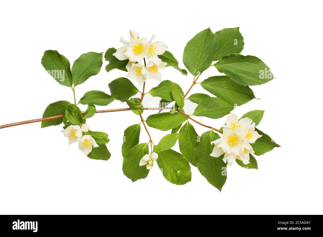 Philadelphus mock orange blossom Cut Out Stock Images & Pictures - Alamy