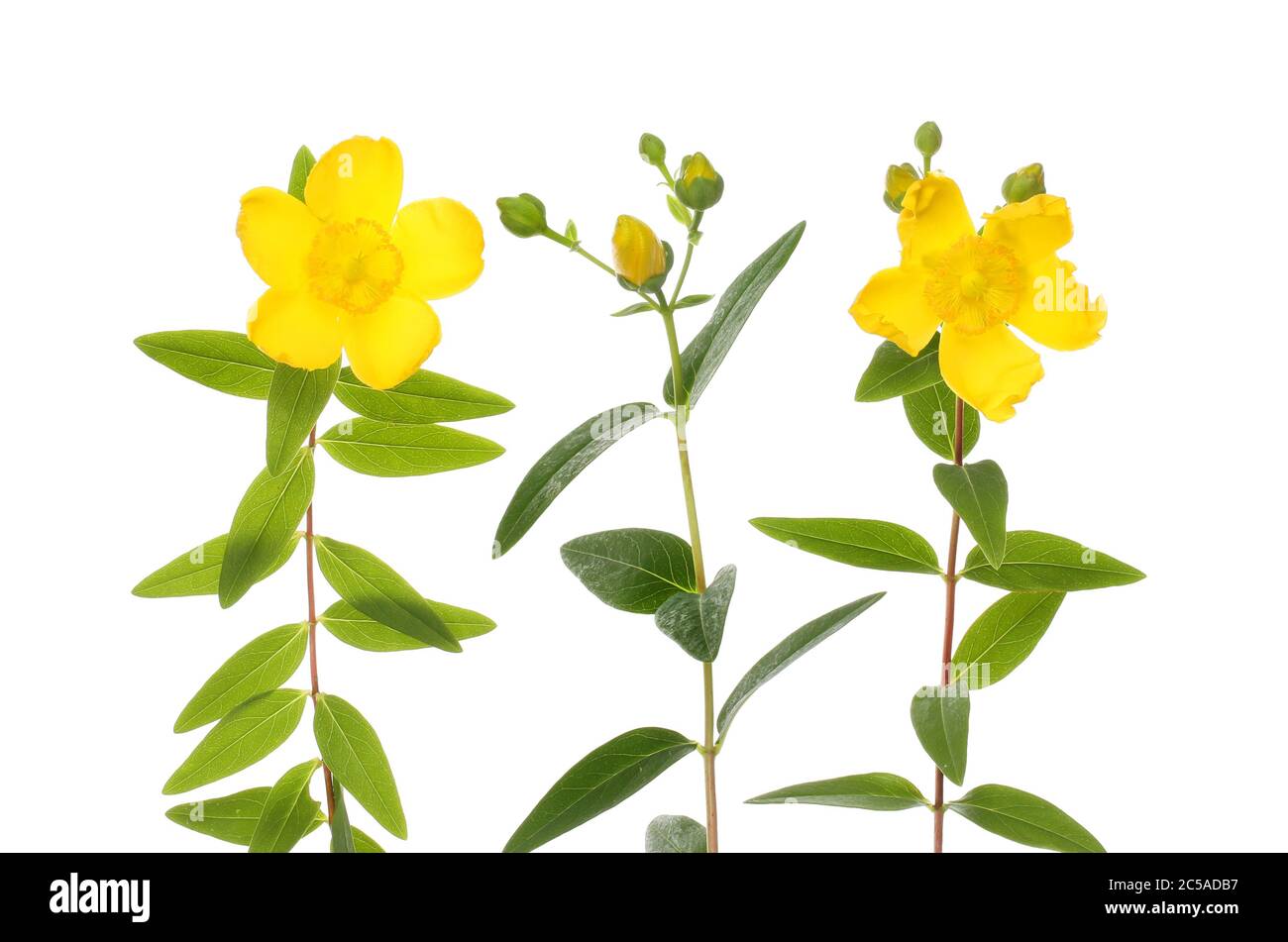 Hypericum ' Hidcote ' flowers foliage and buds isolated against white ...