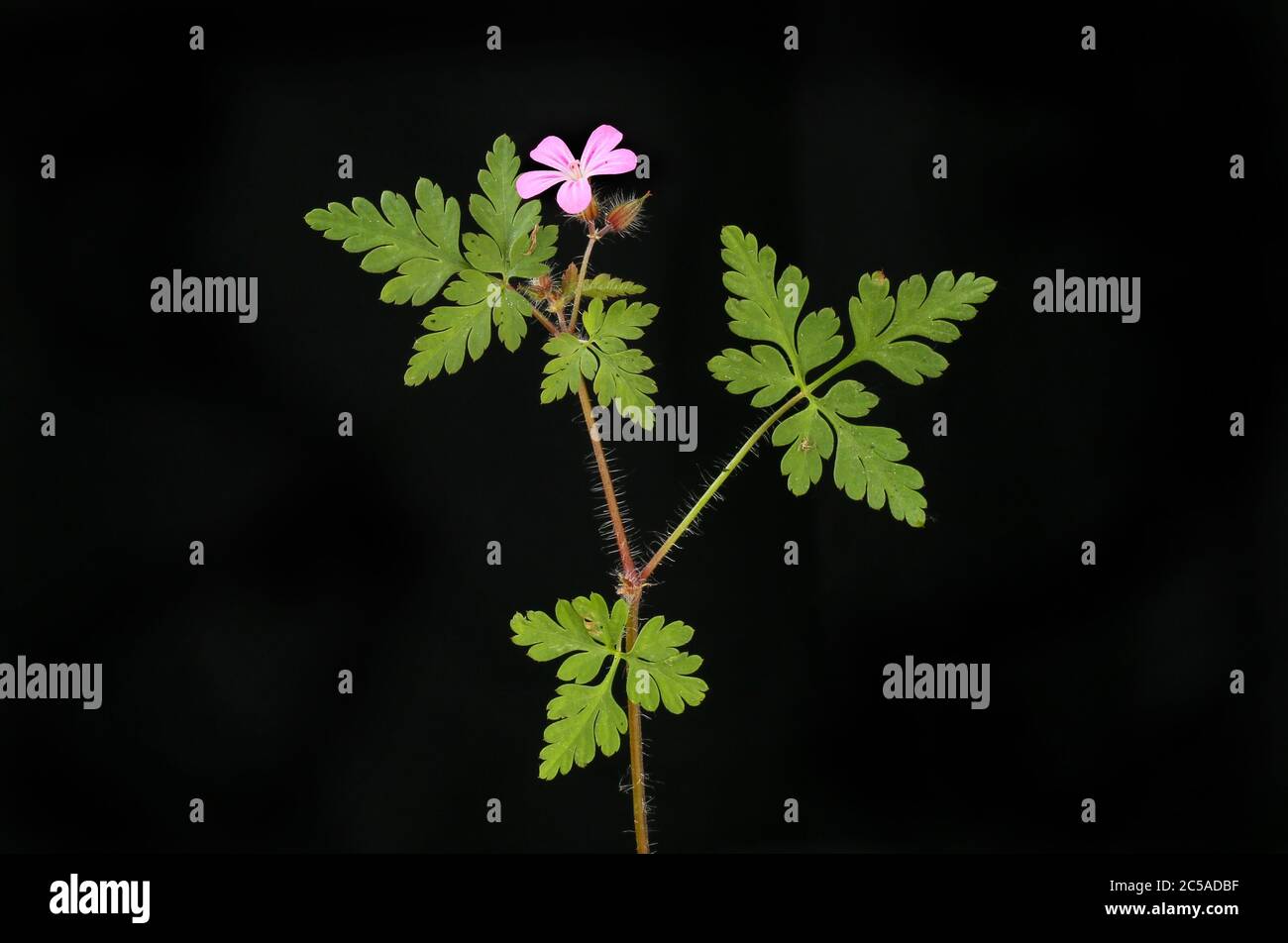 Herb robert flower and foliage isolated against black Stock Photo - Alamy