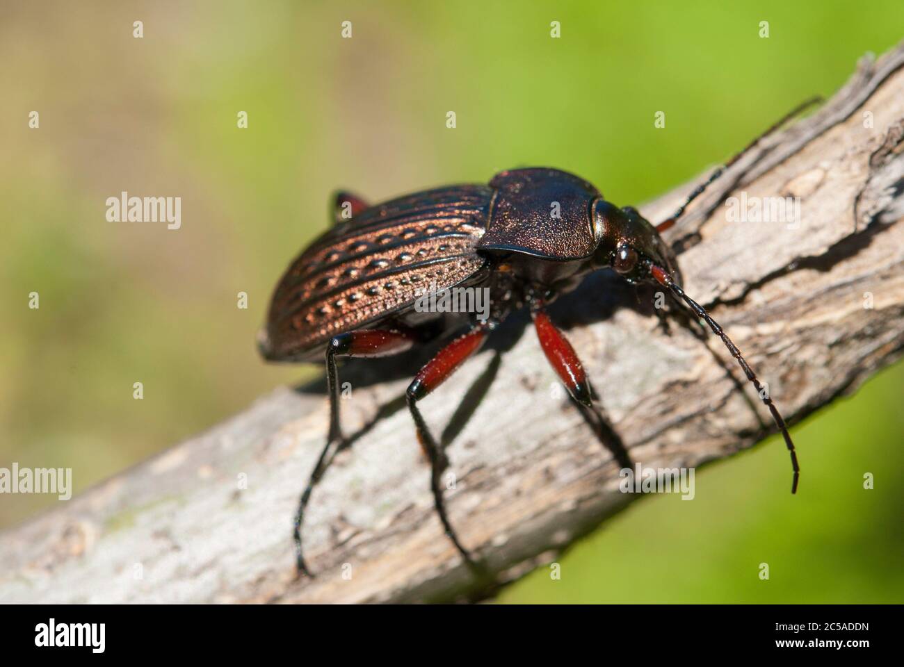 The Carabus granulatus beetle Stock Photo - Alamy
