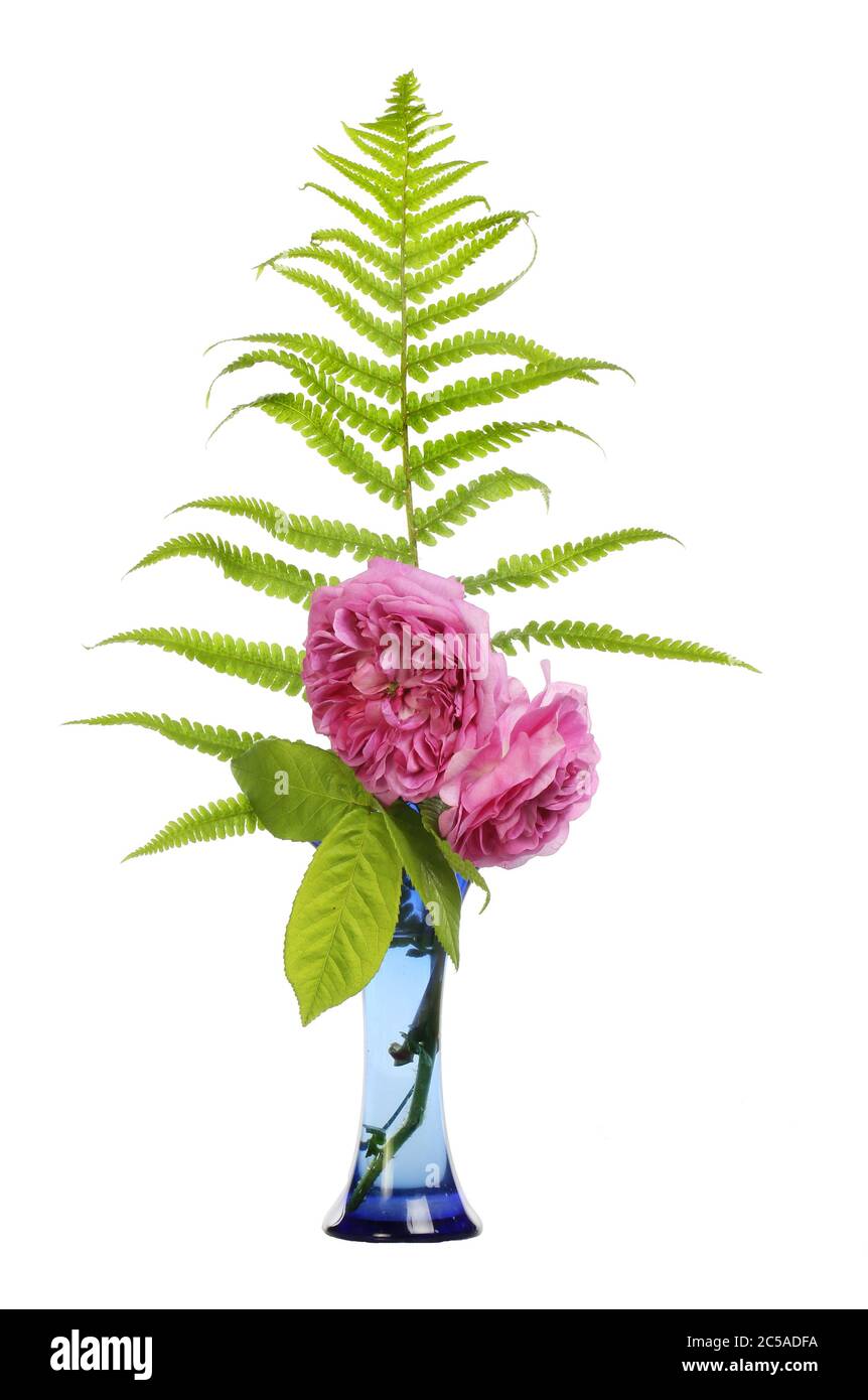 Roses And Fern High Resolution Stock Photography and Images - Alamy