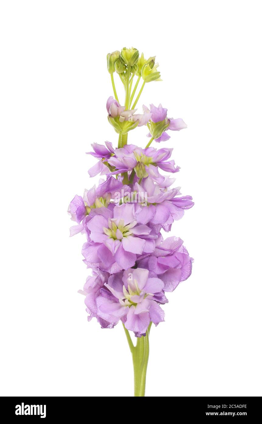Stock flowers hi-res stock photography and images - Alamy