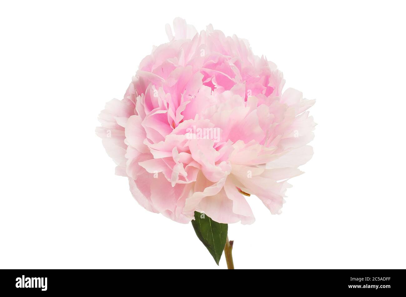 Single peony flower isolated against white Stock Photo - Alamy
