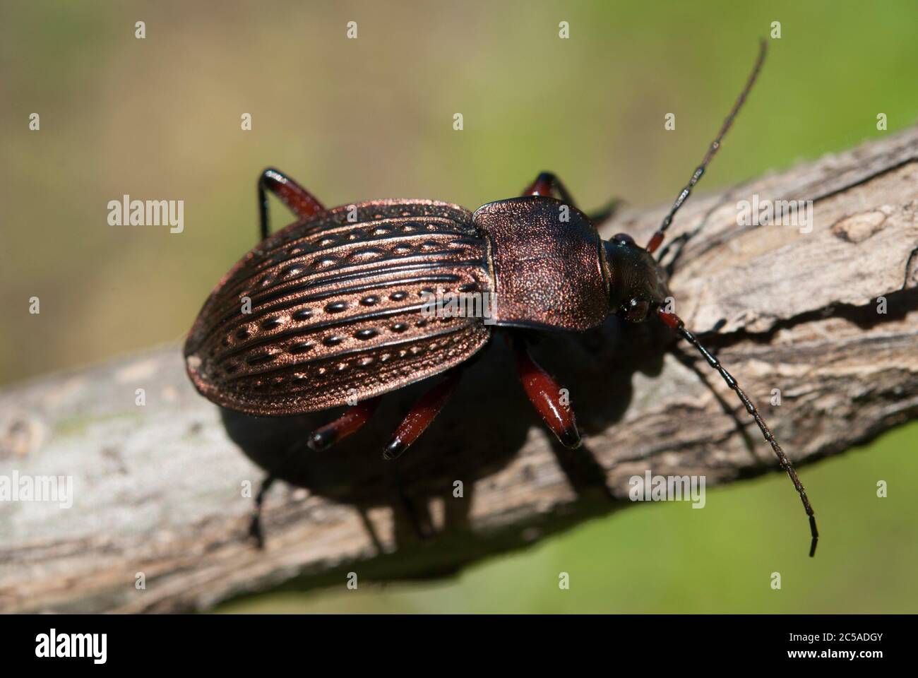 Copper bronze beetle hi-res stock photography and images - Alamy