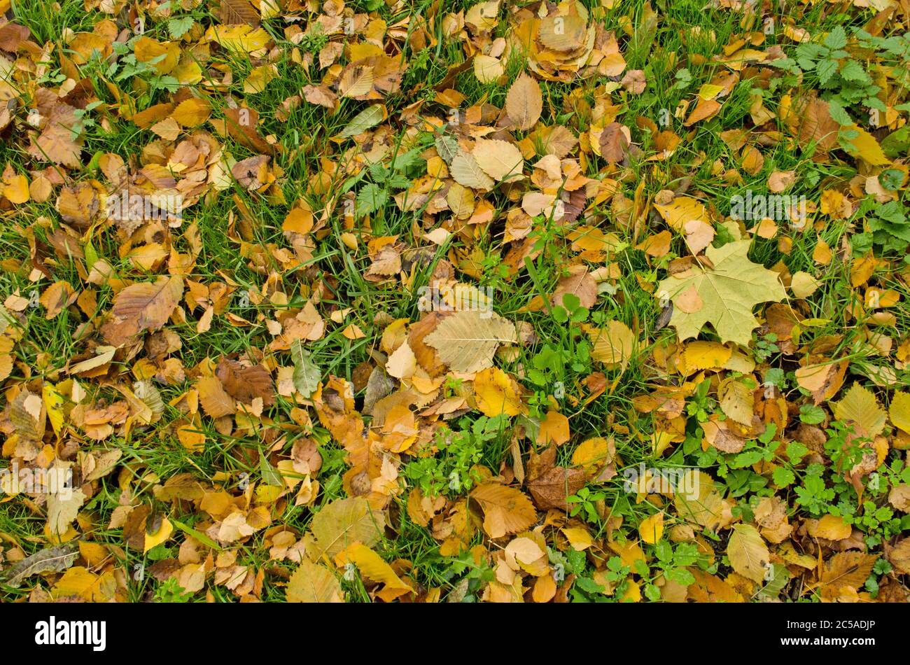 Fall foliage sunny autumn background on grass in sunny morning light ...
