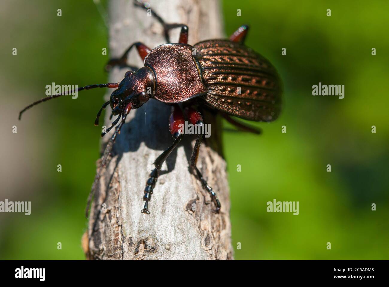 Copper bronze beetle hi-res stock photography and images - Alamy