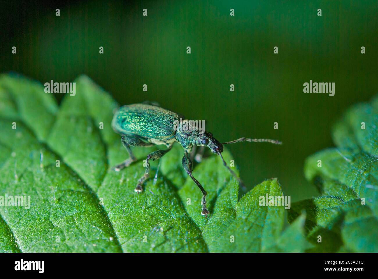 Polydrusus formosus hi-res stock photography and images - Alamy
