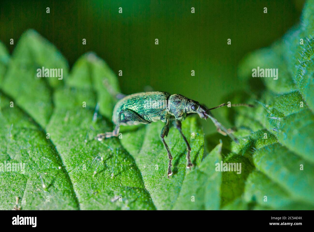 The Broad-nosed weevil (Polydrusus formosus Stock Photo - Alamy