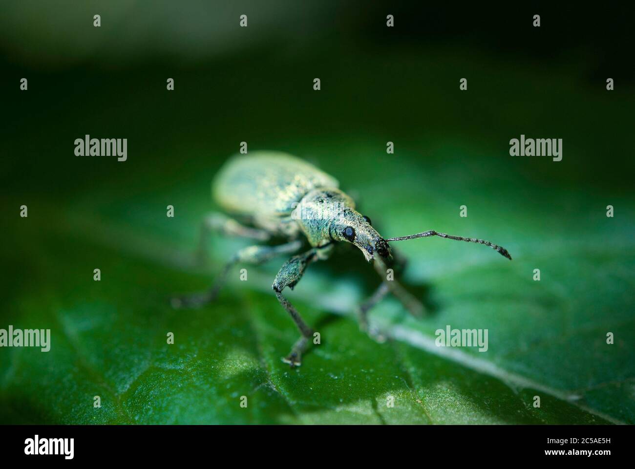 The Broad-nosed weevil (Polydrusus formosus Stock Photo - Alamy