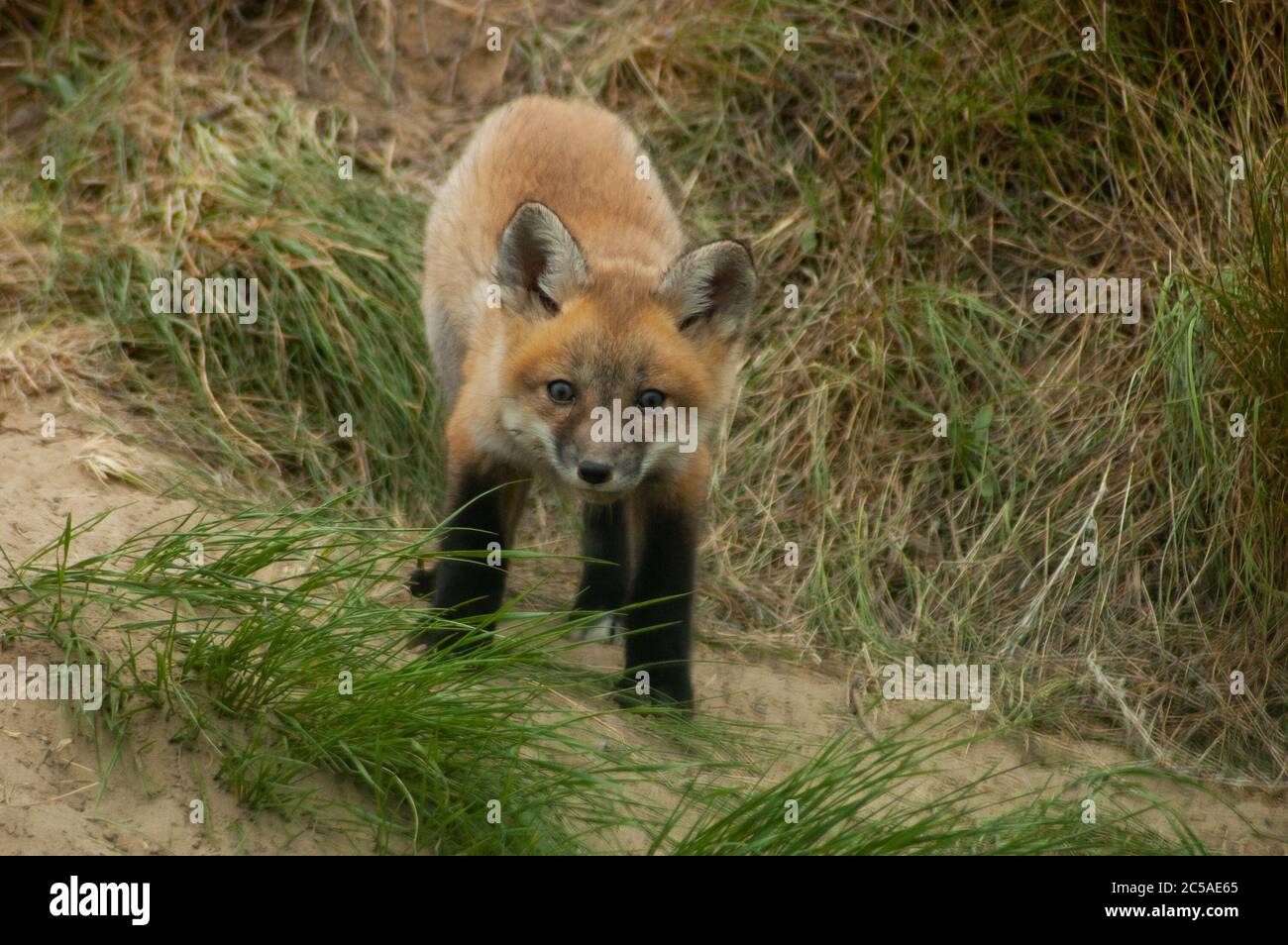 Cute and fluffy brown fox standing on the ground Stock Photo - Alamy