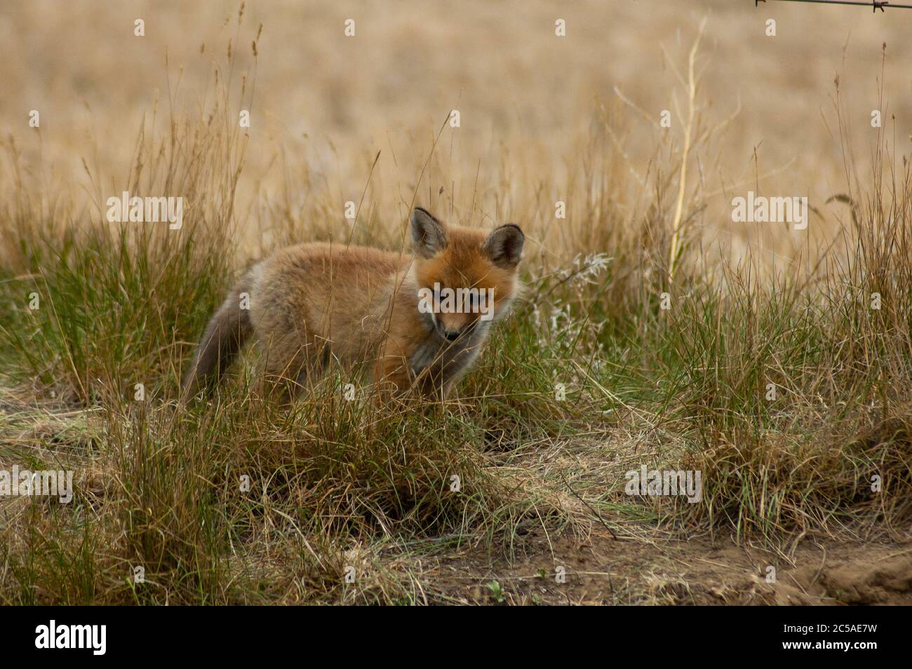 Cute and fluffy, brown fox standing on the ground Stock Photo - Alamy