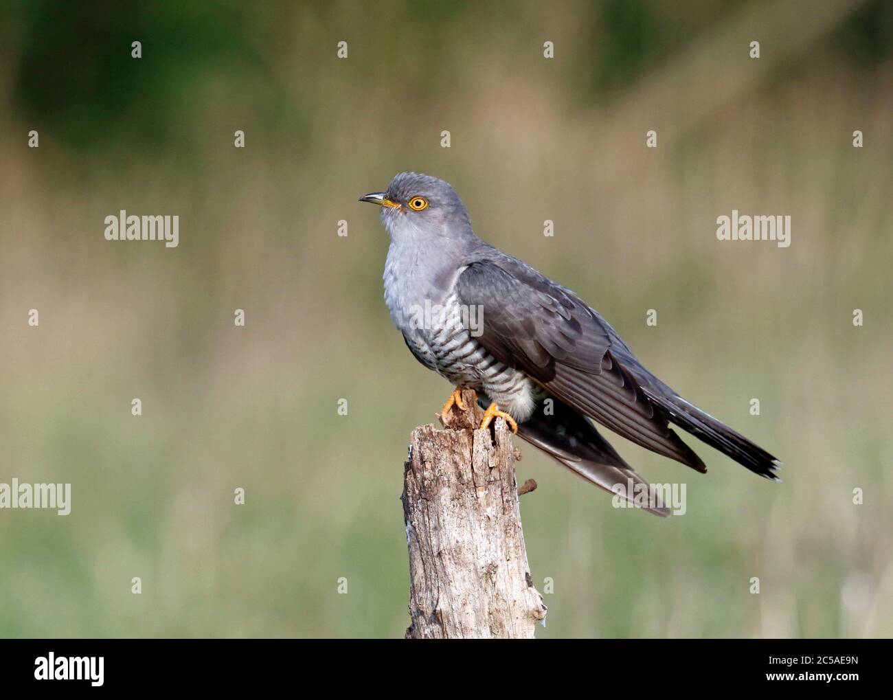 Male cuckoo feeding and displaying on a perch Stock Photo - Alamy