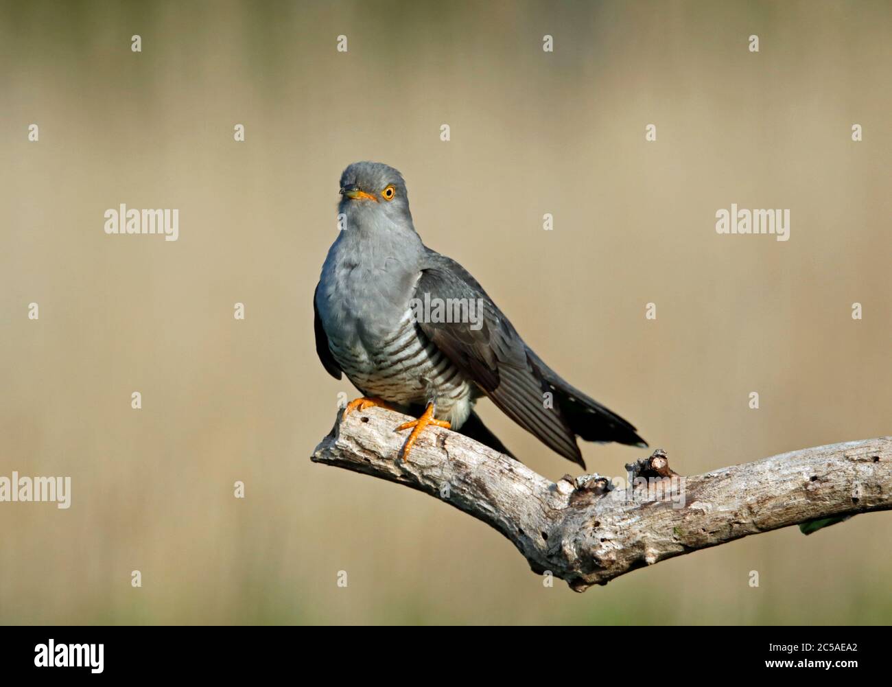 Male cuckoo feeding and displaying on a perch Stock Photo - Alamy
