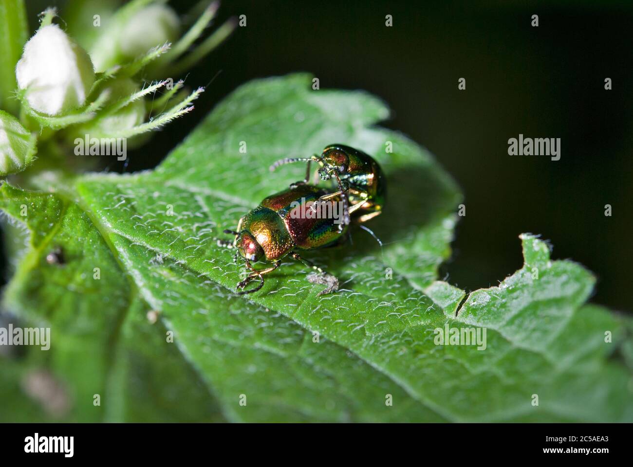 Mint Leaf Beetles (Chrysolina herbacea Stock Photo - Alamy