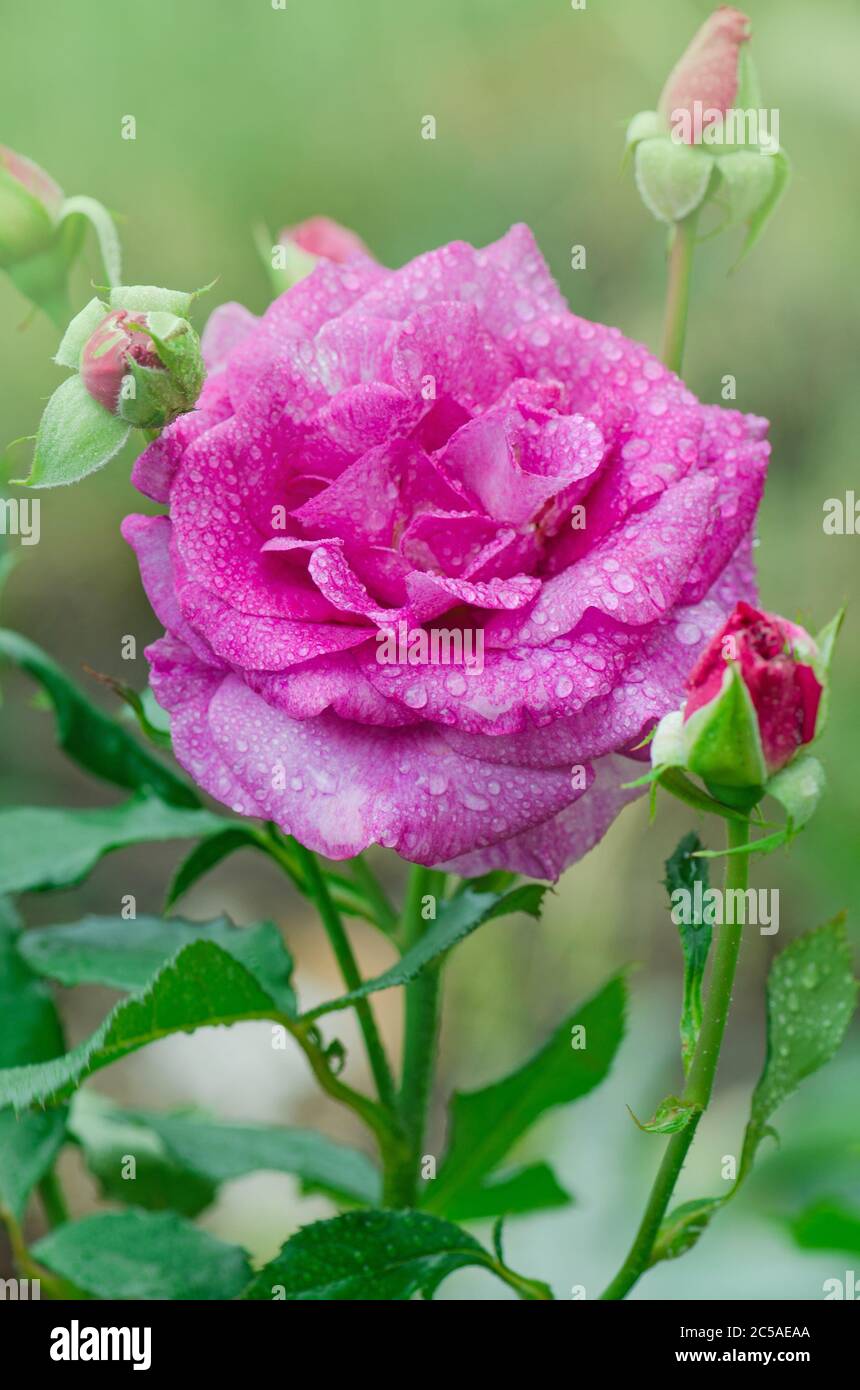 Bunch lavender pink roses with hi-res stock photography and images - Alamy